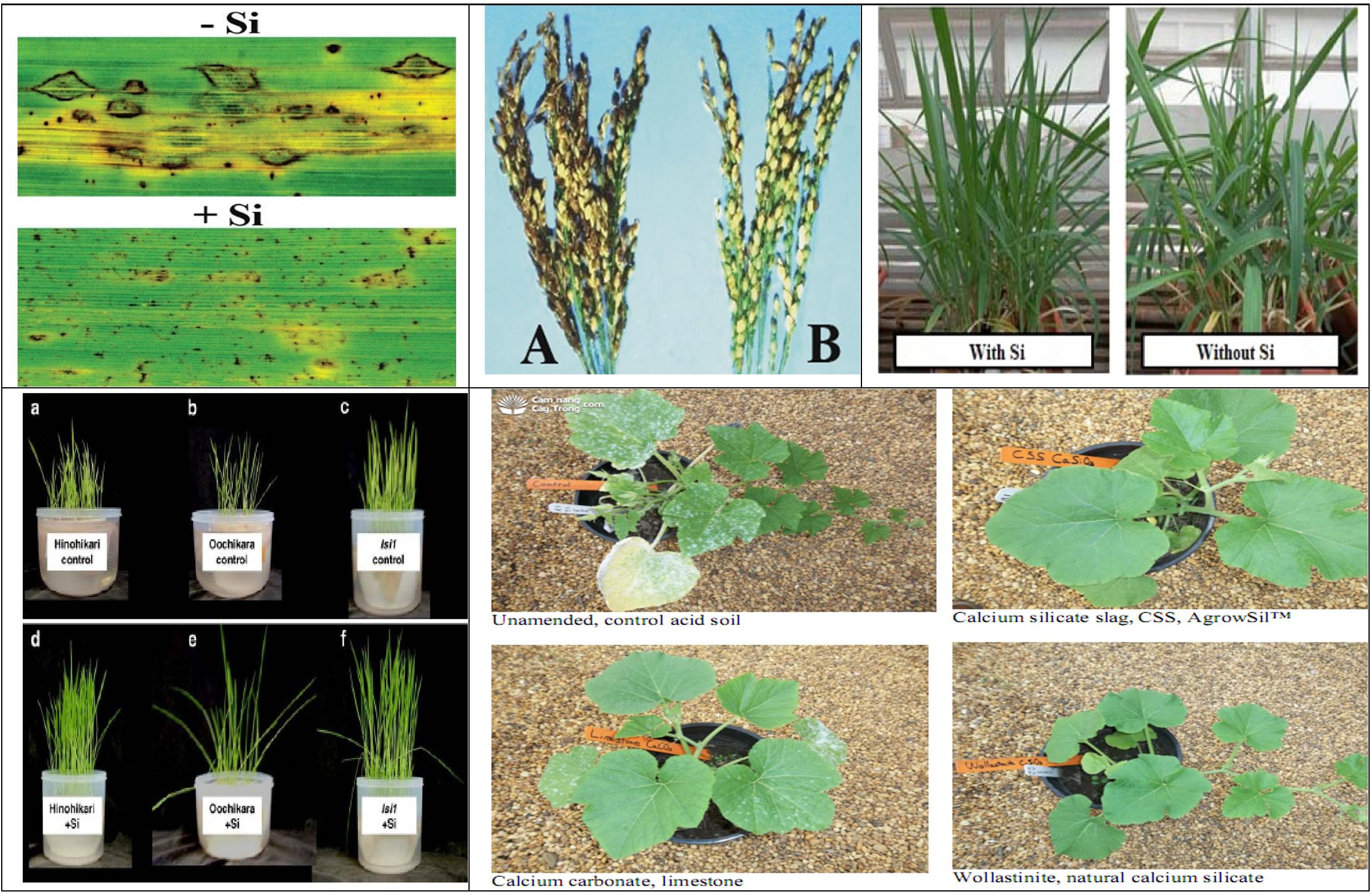 Vai trò của Silic với cây trồng
